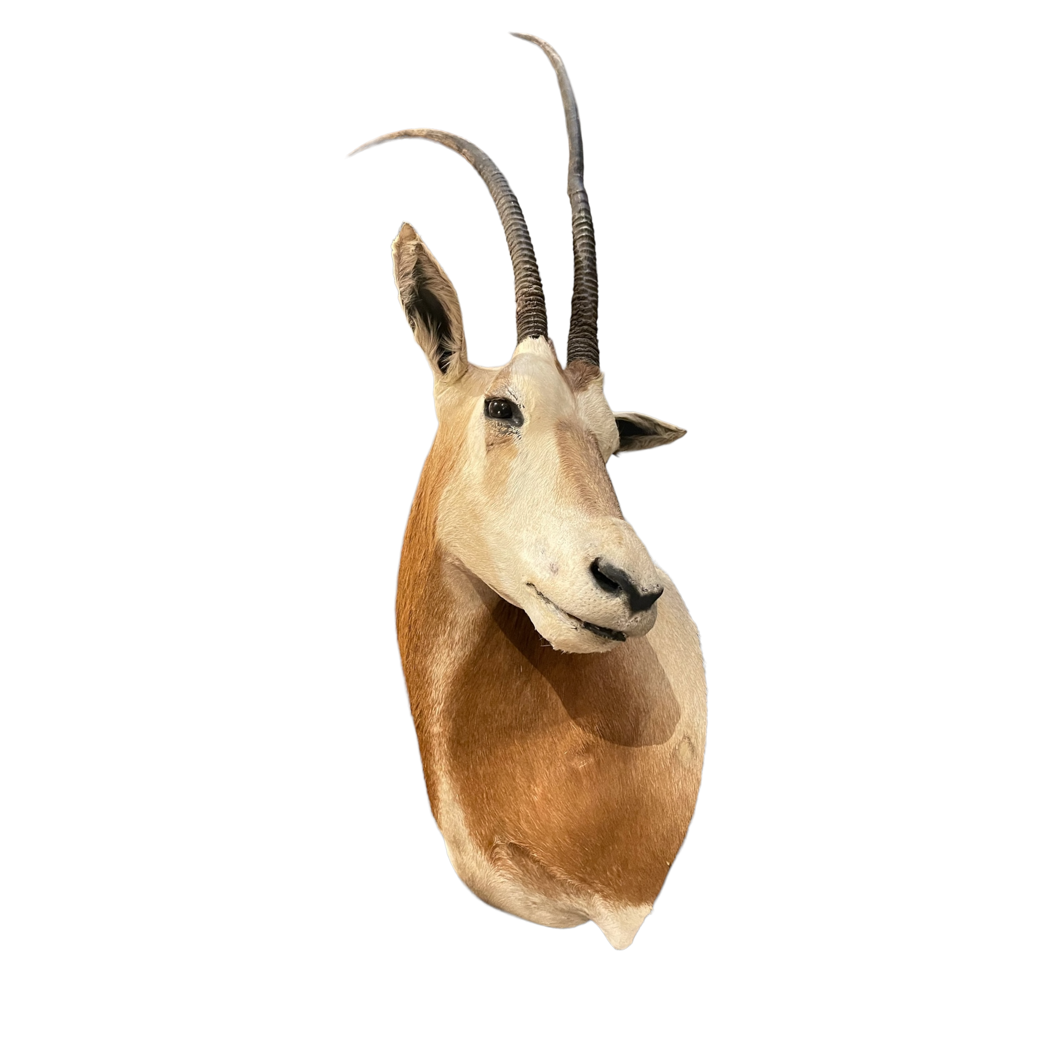 Vintage Oryx one of a kind Taxidermy mount – Awake Decor